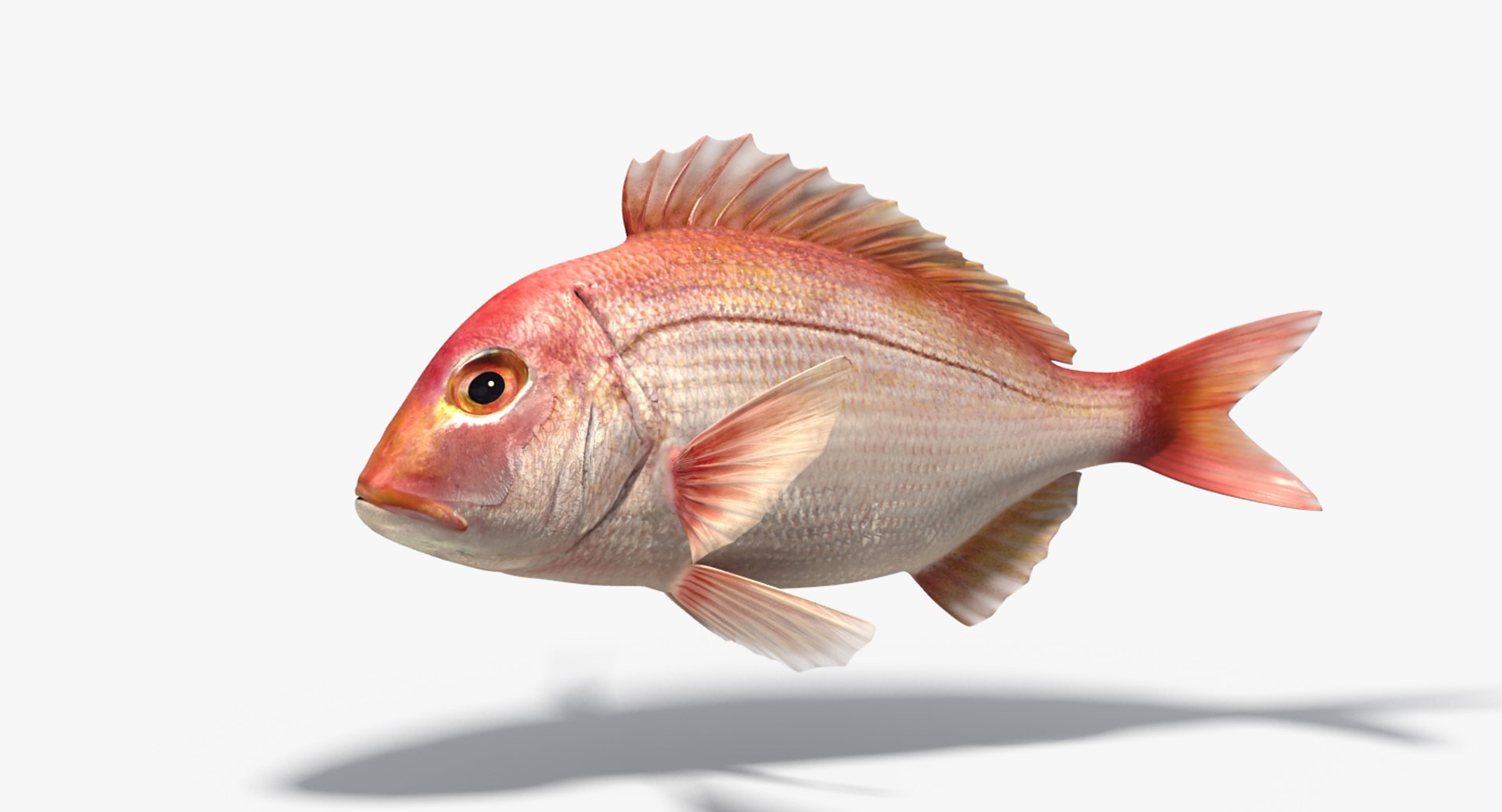 Snapper Fish Animation 3d Model