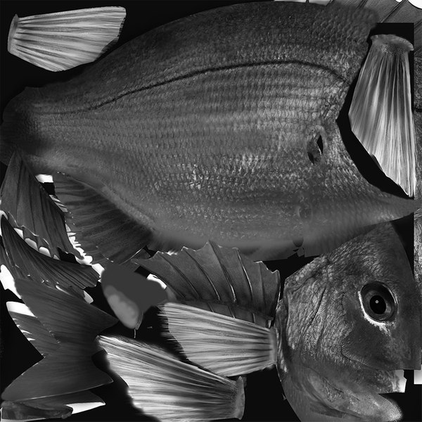 snapper fish animation 3d model