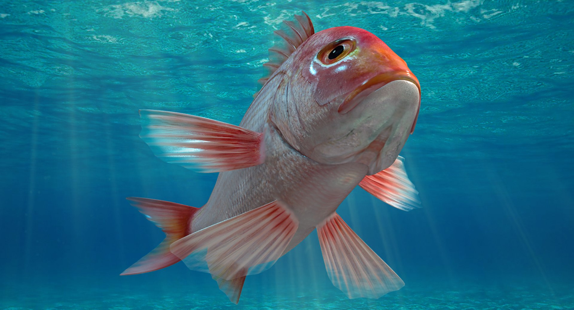 Snapper Fish Animation 3d Model