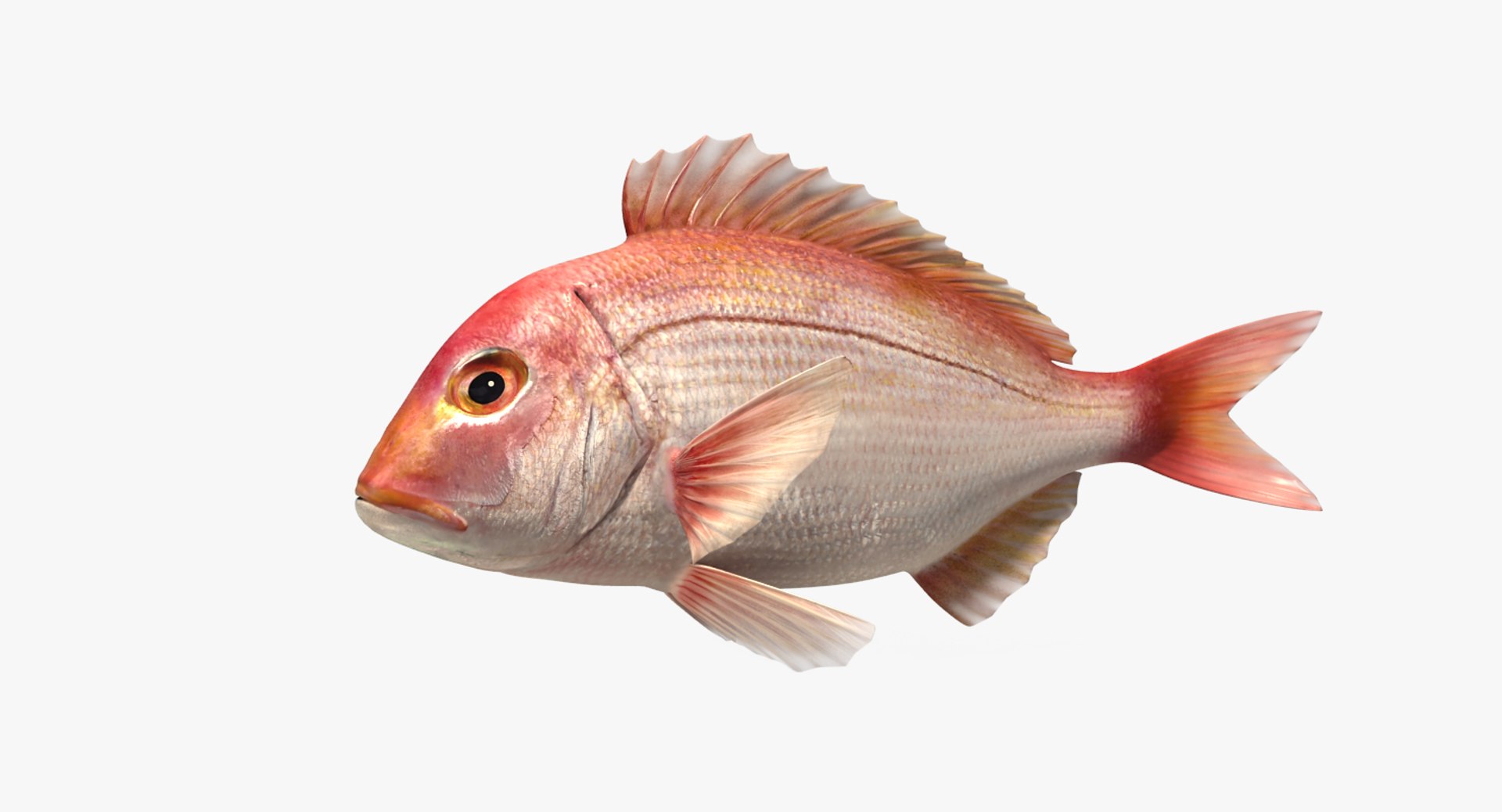 Snapper Fish Animation 3d Model