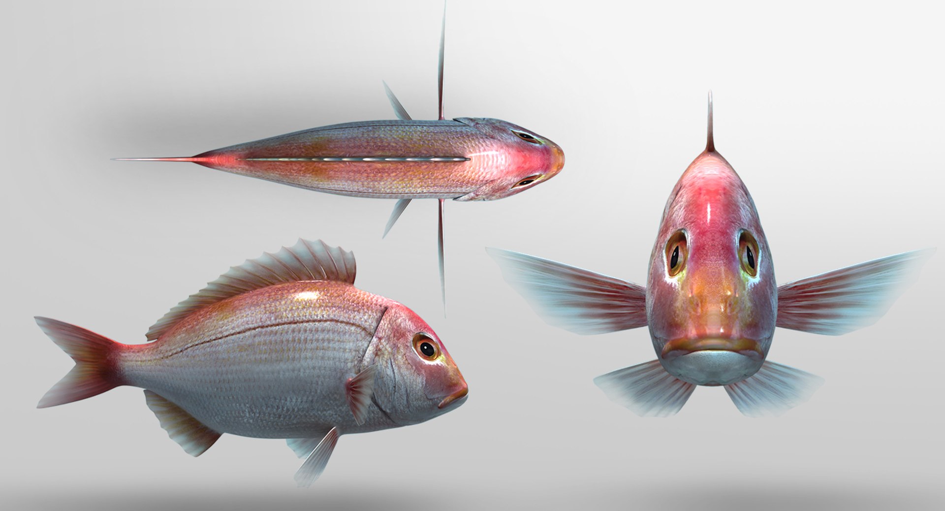 Snapper Fish Animation 3d Model