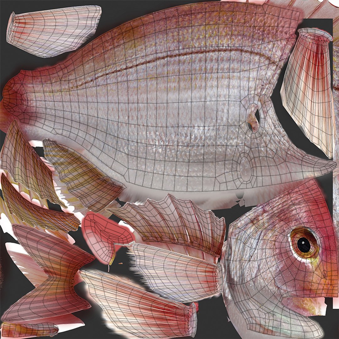 Snapper Fish Animation 3d Model