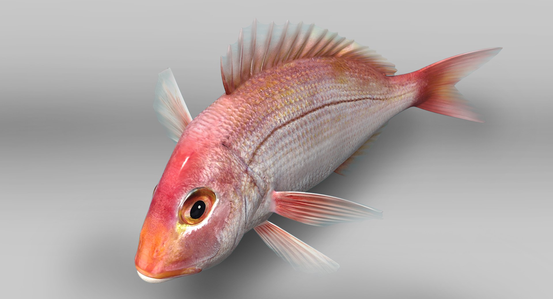 Snapper Fish Animation 3d Model
