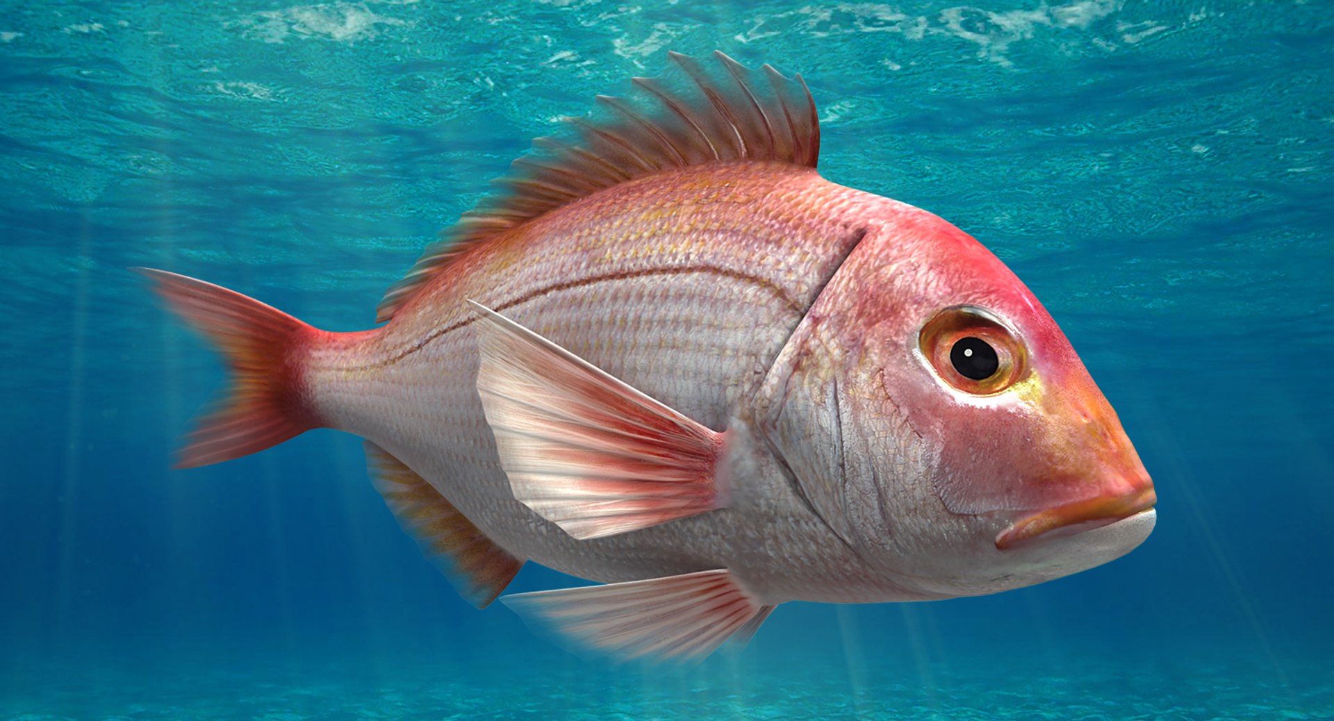 Snapper Fish Animation 3d Model