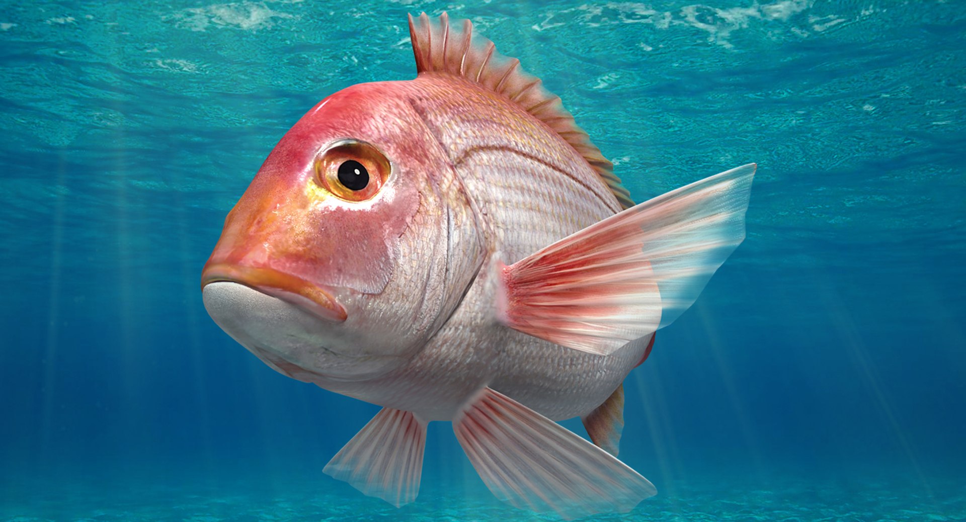 Snapper Fish Animation 3d Model
