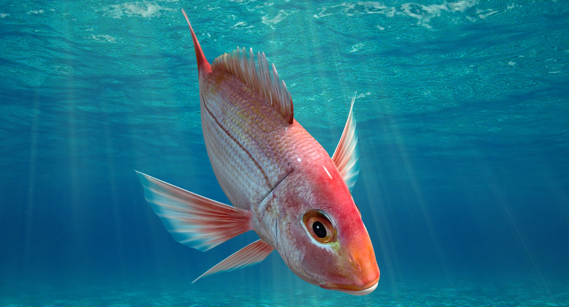Snapper Fish Animation 3d Model
