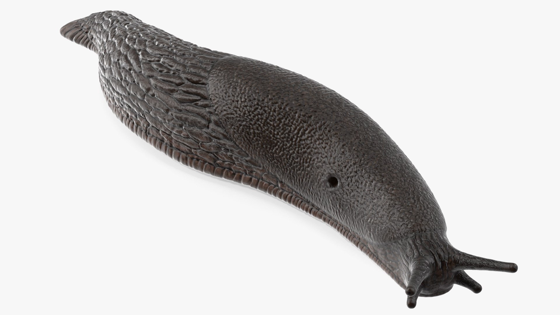 modelo 3d Garden Slug Arion Hortensis Lying - TurboSquid 2013641