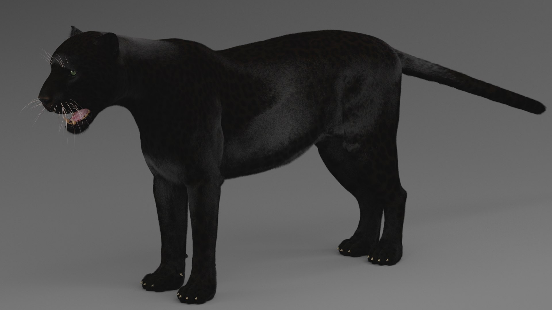 Panther 3D Model - TurboSquid 1338567