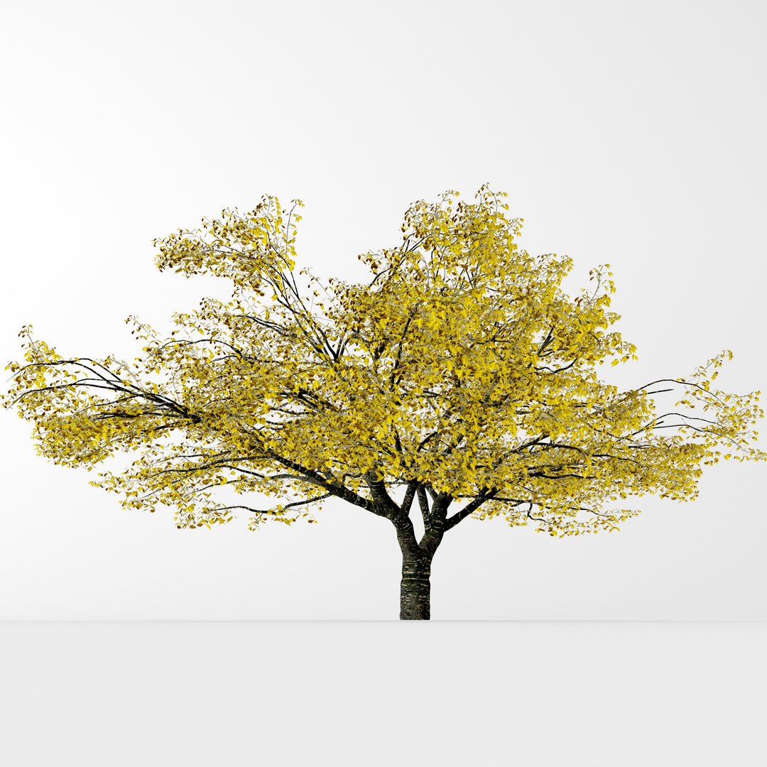 3D Model Autumn Cherry Aspen - TurboSquid 1338057