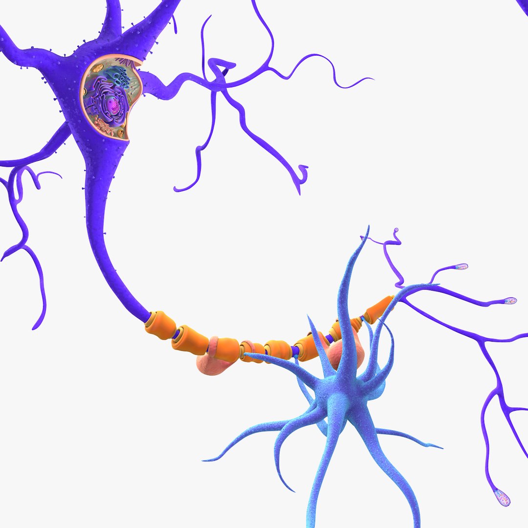 obj neuron structure cells