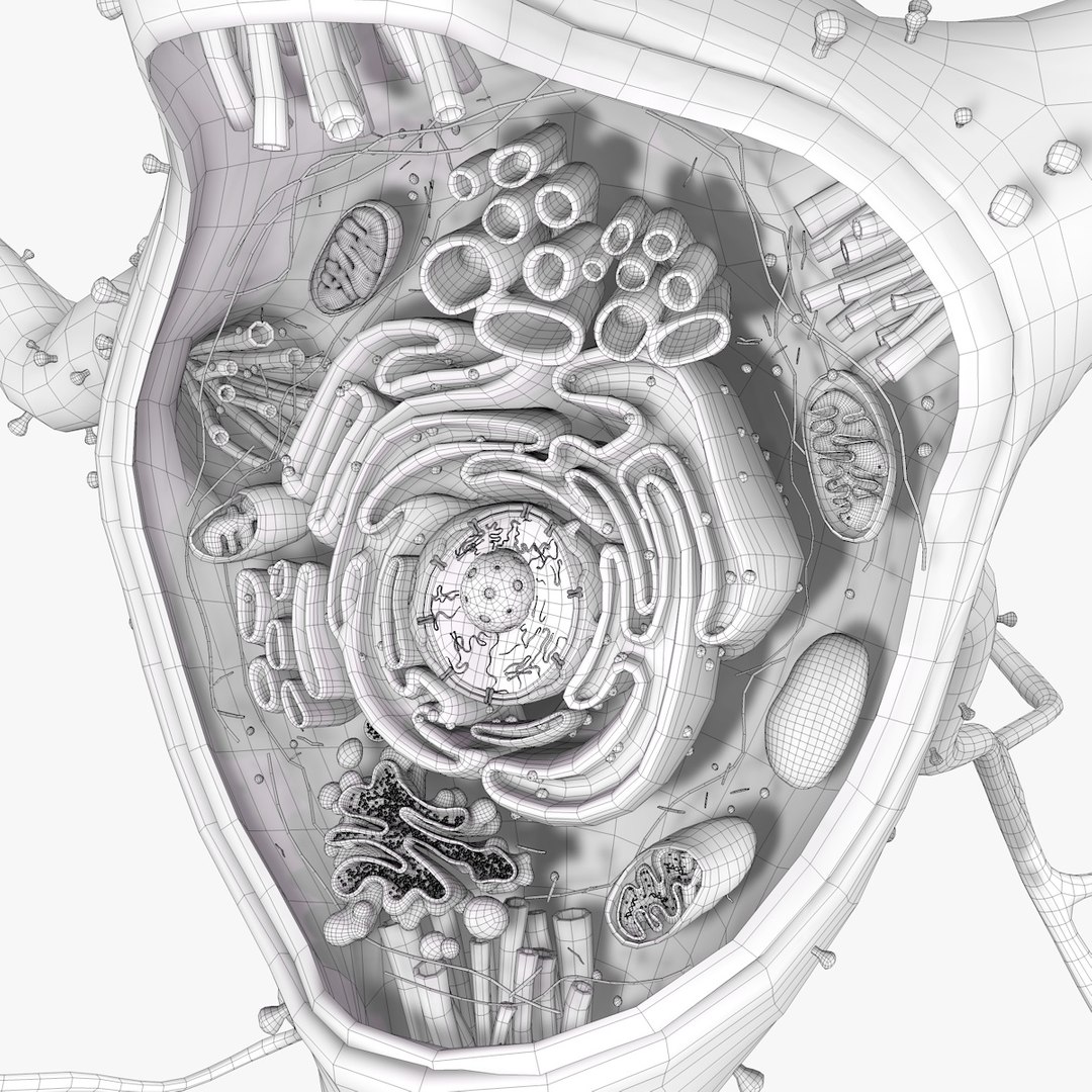 Obj Neuron Structure Cells
