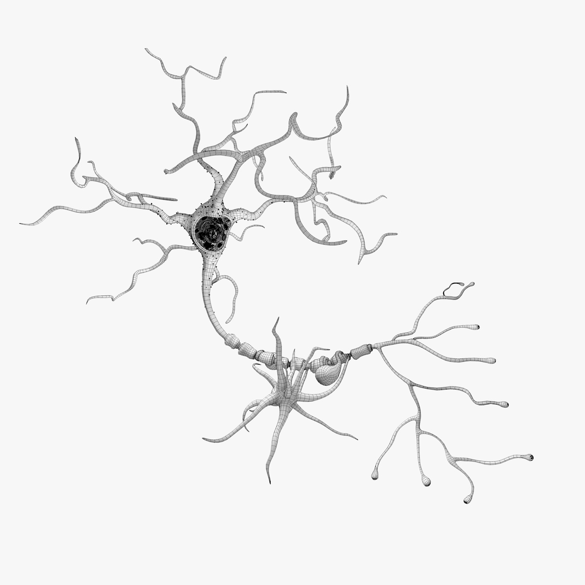 obj neuron structure cells