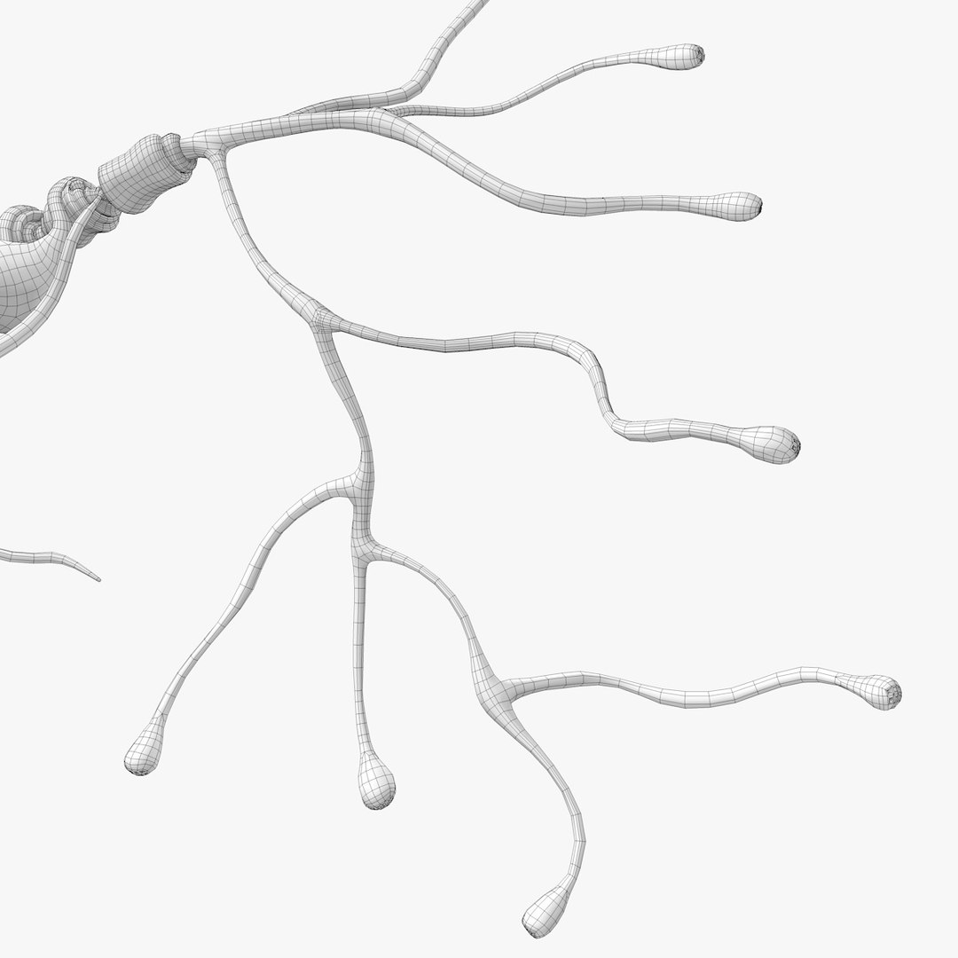obj neuron structure cells