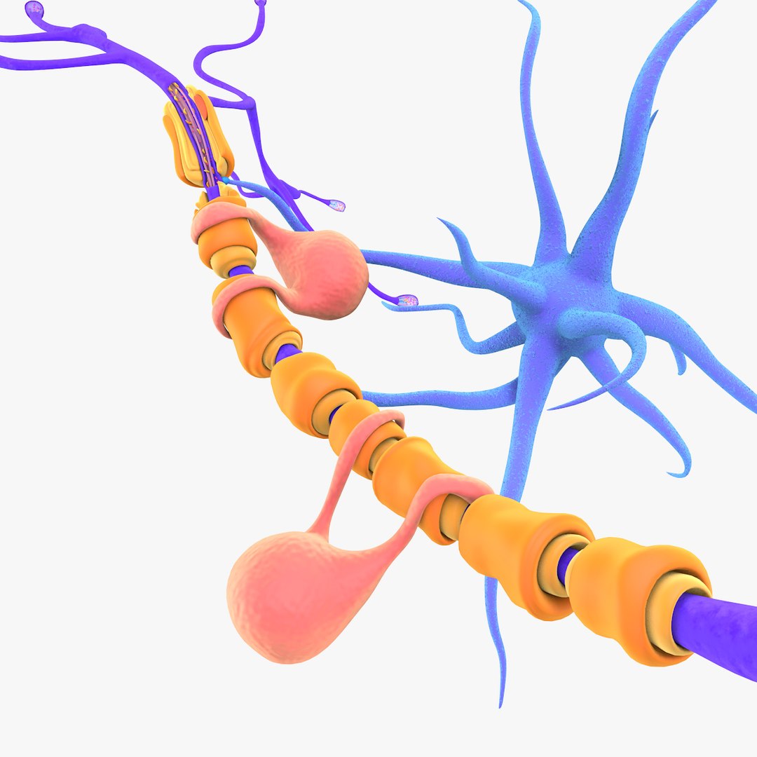 obj neuron structure cells