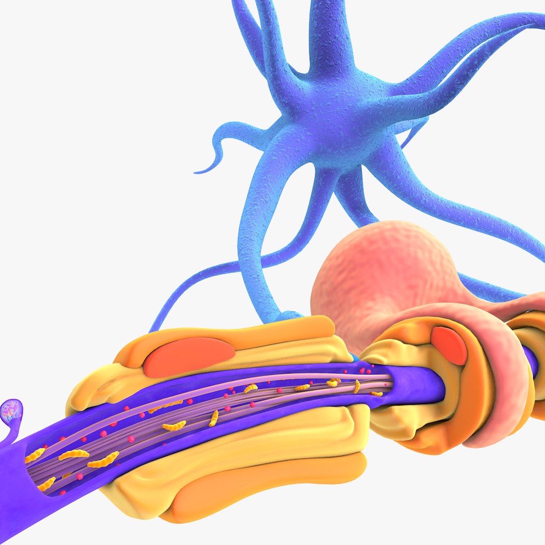 obj neuron structure cells