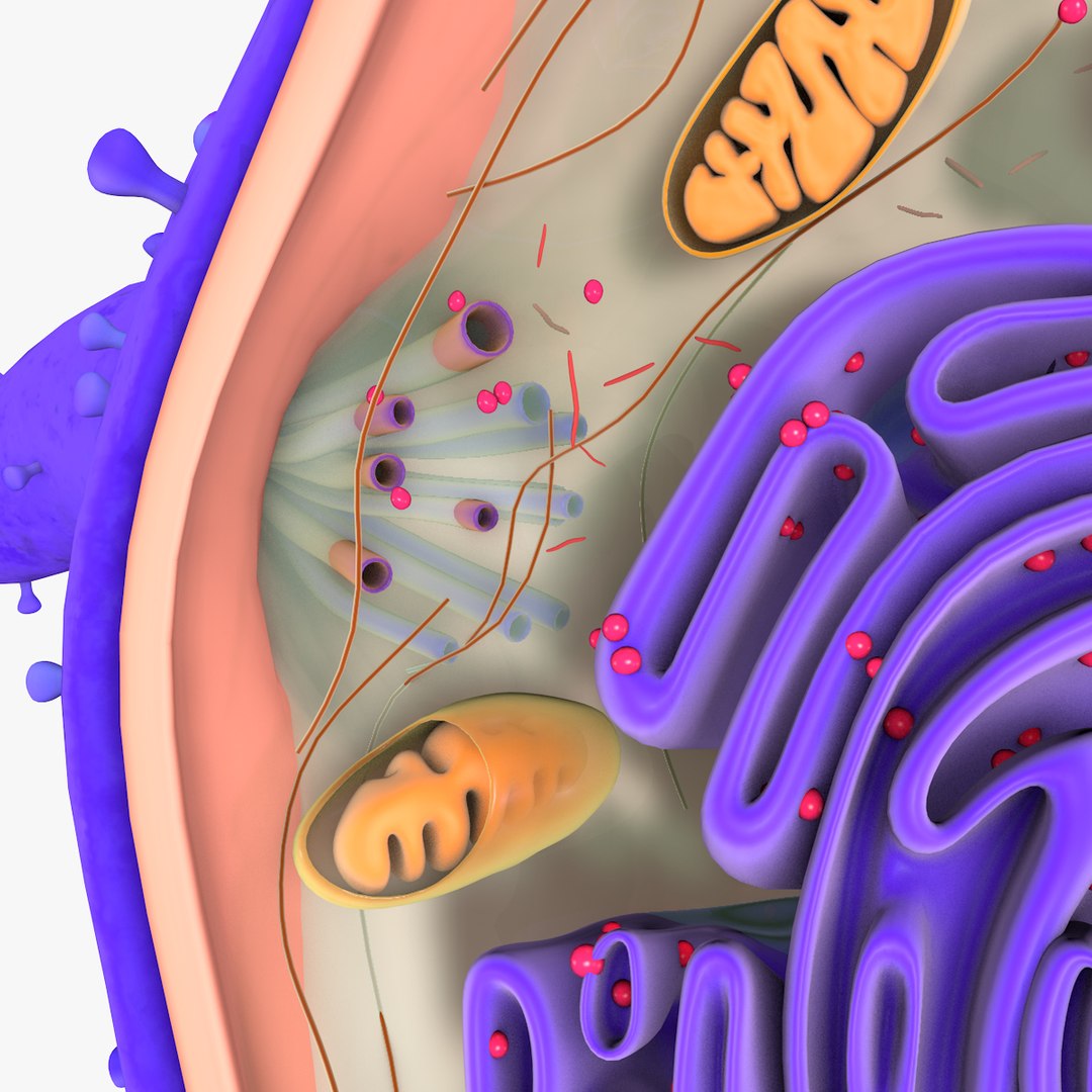 obj neuron structure cells