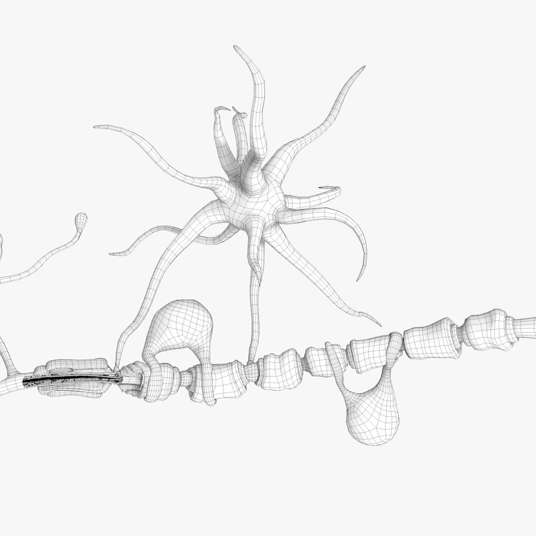 obj neuron structure cells