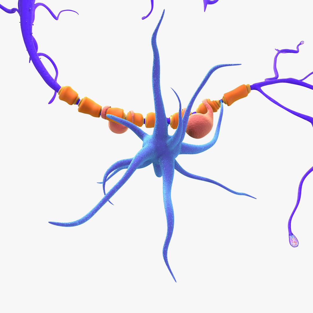 obj neuron structure cells