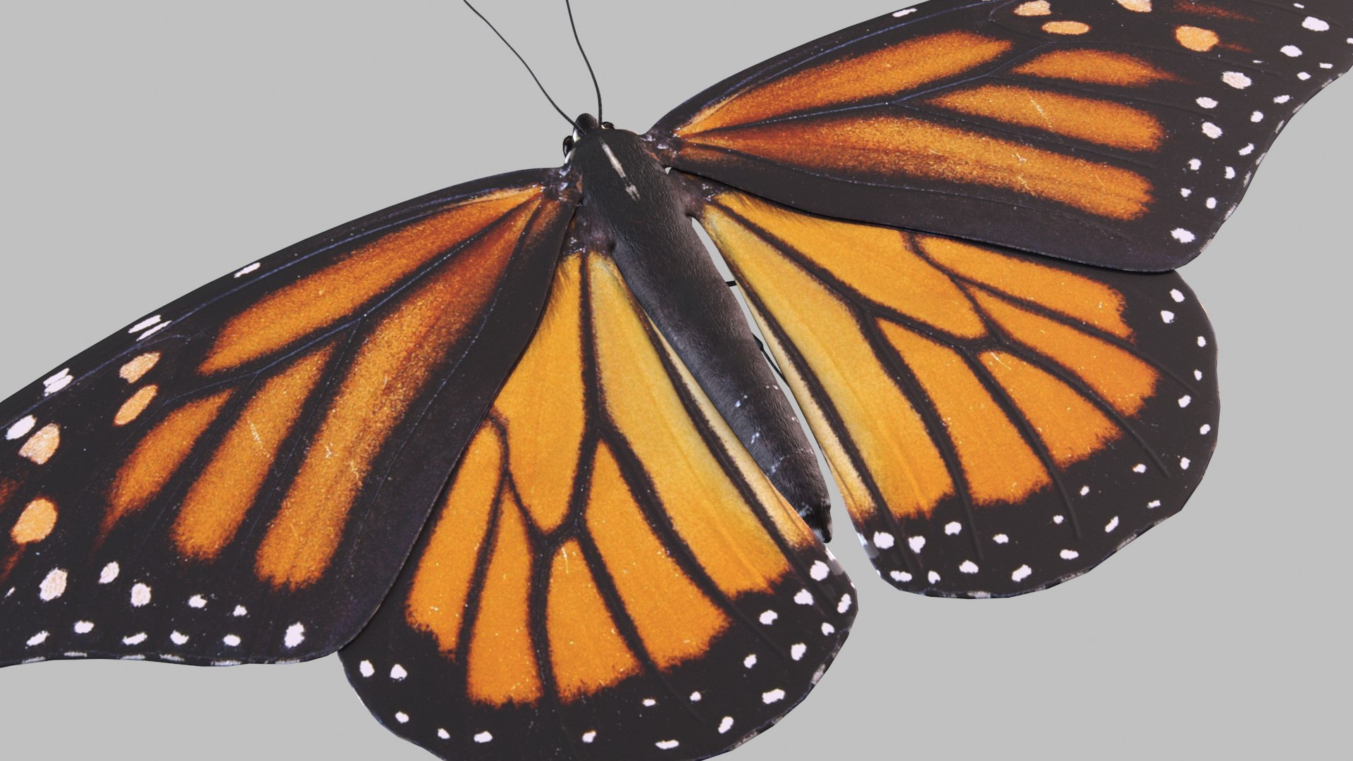 3D Monarch Butterfly - TurboSquid 1599722