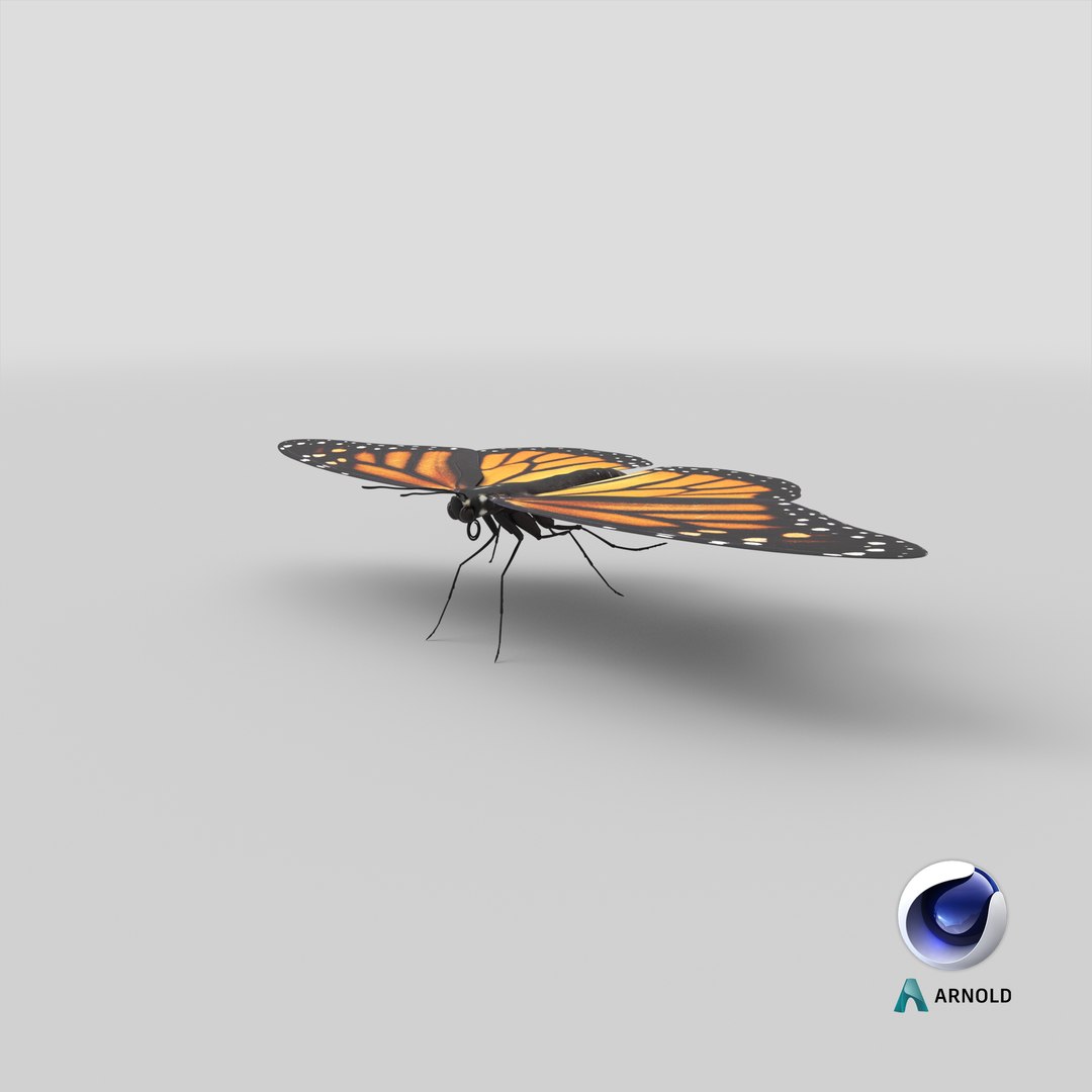 3D monarch butterfly - TurboSquid 1599722