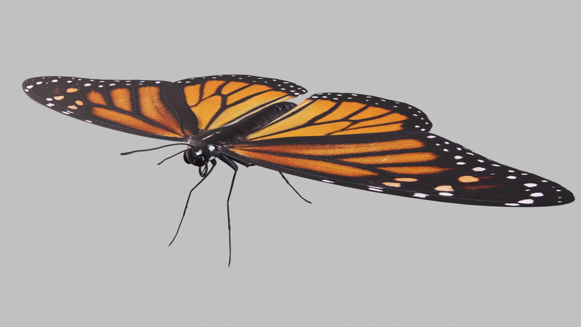 3D Monarch Butterfly - TurboSquid 1599722