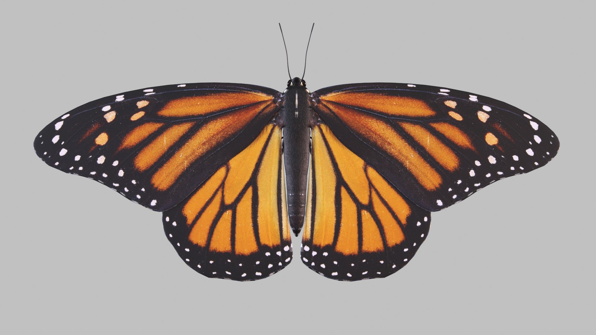 3D Monarch Butterfly - TurboSquid 1599722