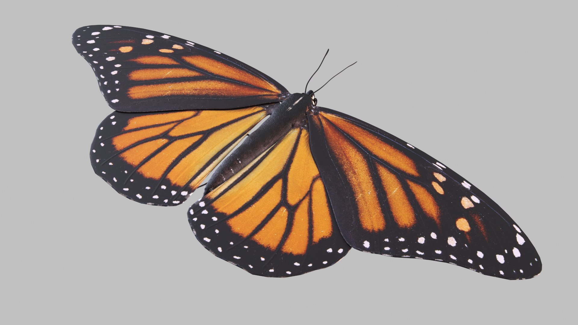 3D Monarch Butterfly - TurboSquid 1599722