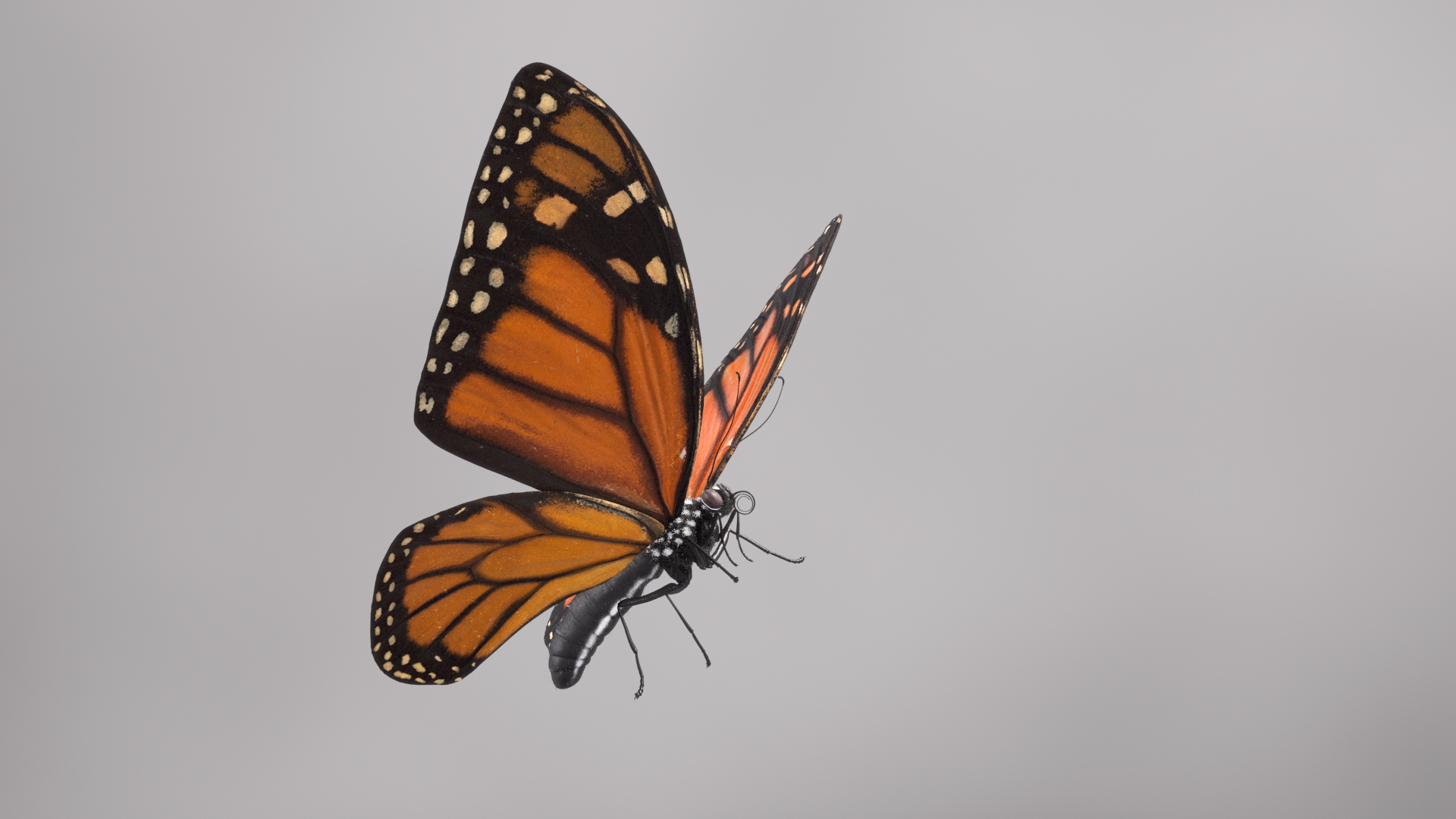 Butterfly Monarch Fly 3D - TurboSquid 1681974