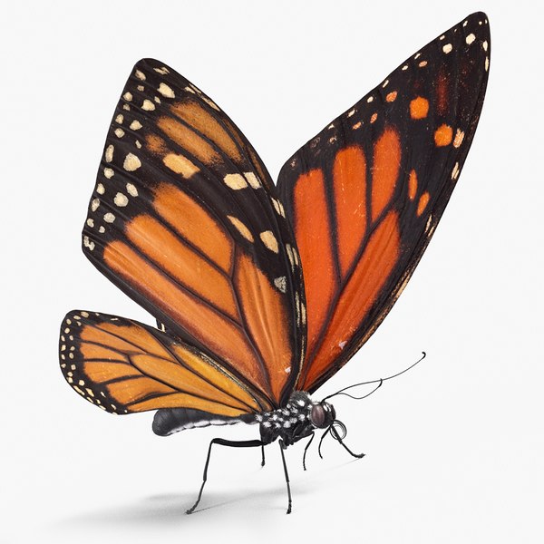 Butterfly 3D Models for Download | TurboSquid