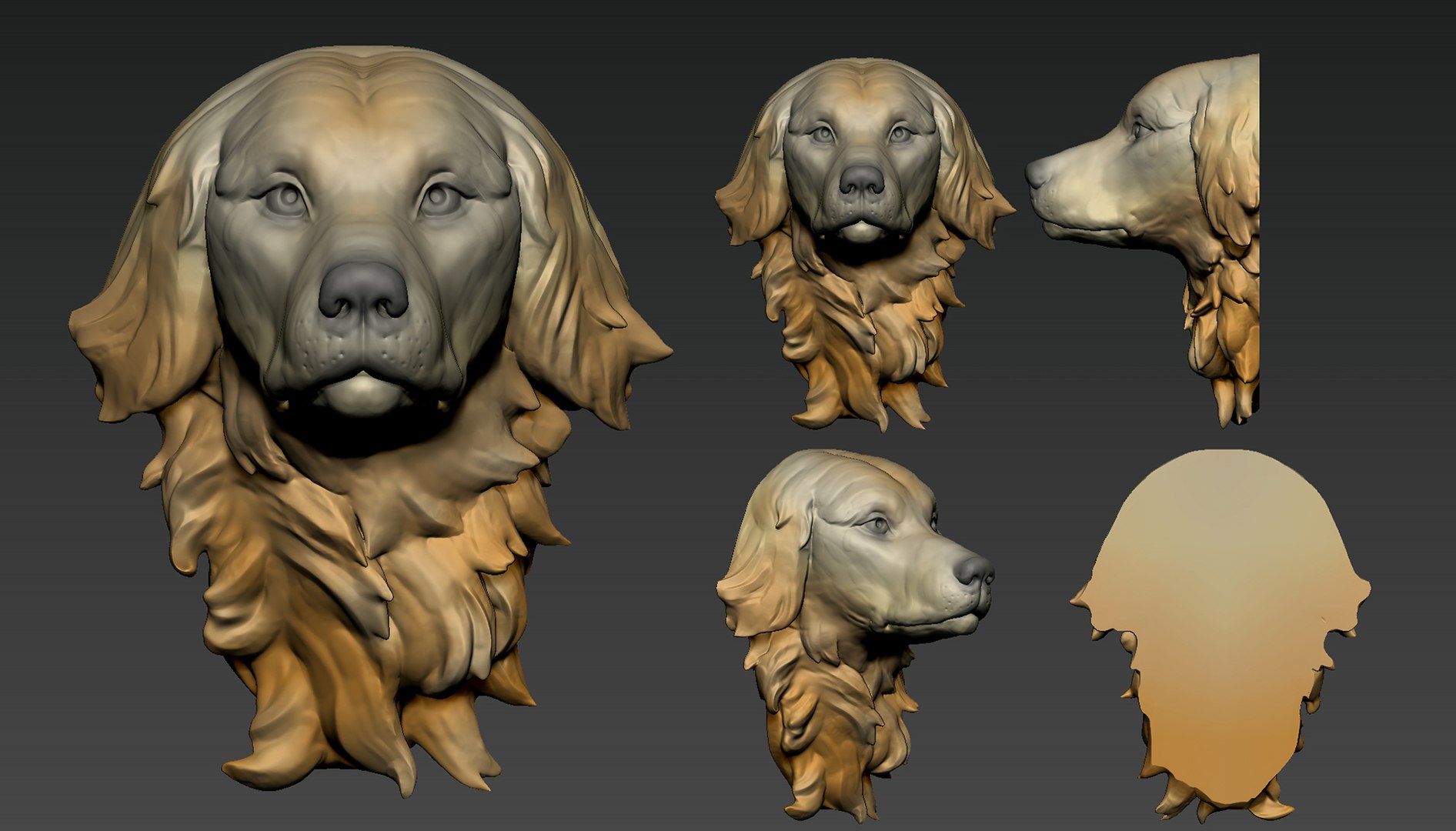 Golden Retriever Head 3D - TurboSquid 2251487