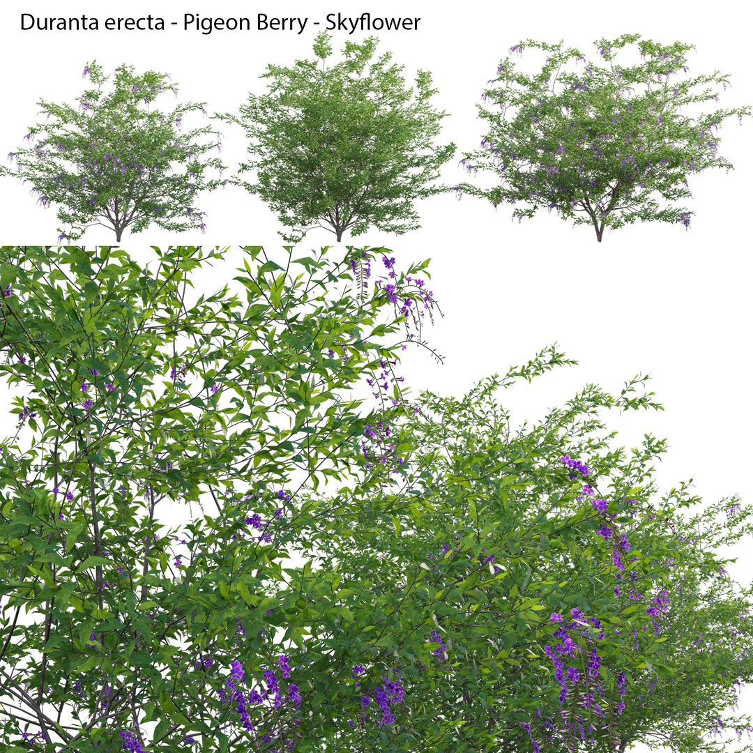 3D Model Duranta Erecta - Pigeon Berry - Skyflower - TurboSquid 2083706
