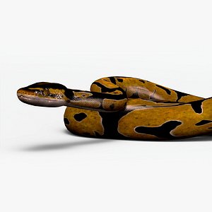 Snake 3D Models for Download | TurboSquid