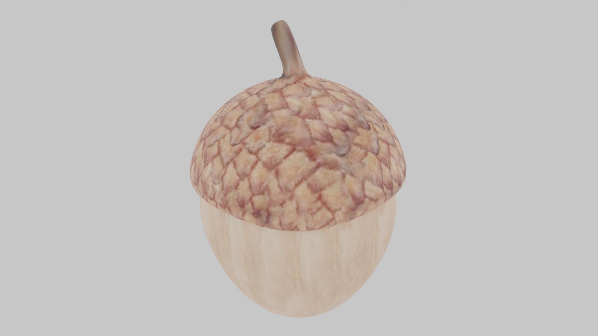 Acorn 3D Model - TurboSquid 2021344