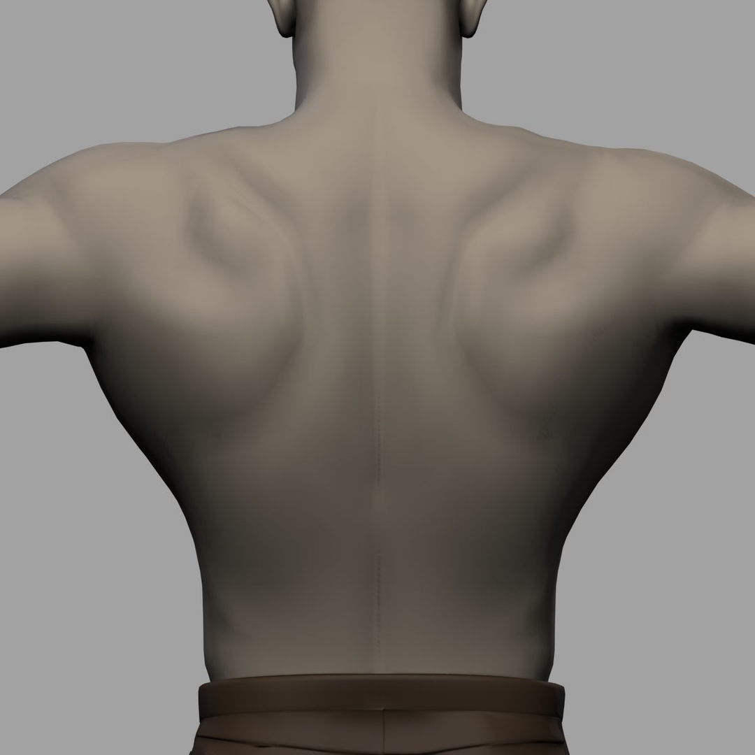 Muscles Setup 3d Model