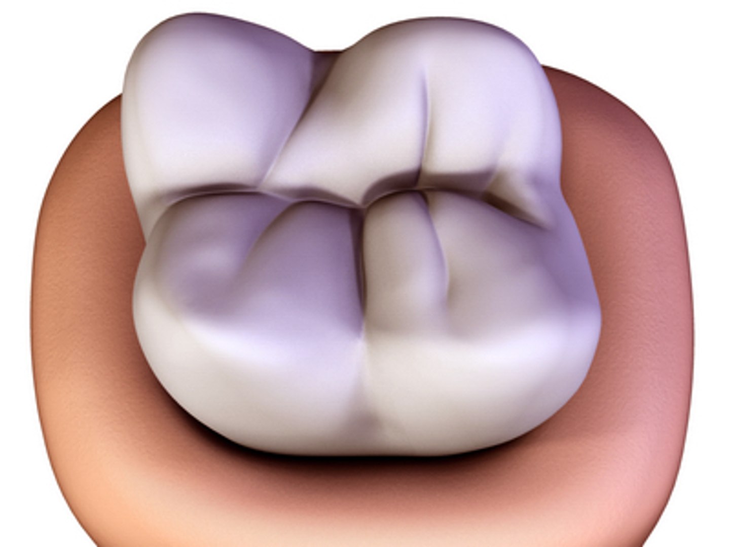 3d tooth sectioned gum