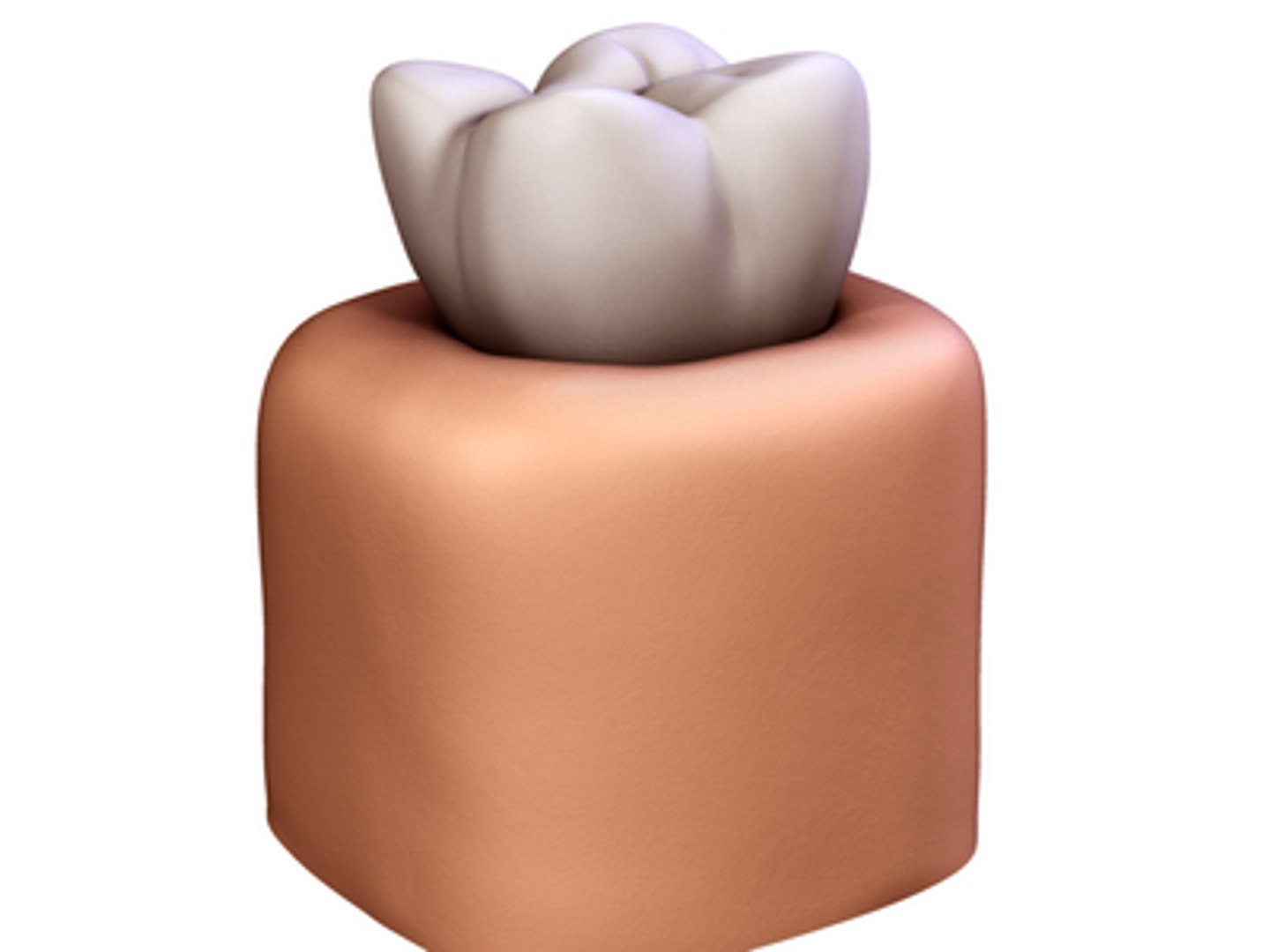3d tooth sectioned gum