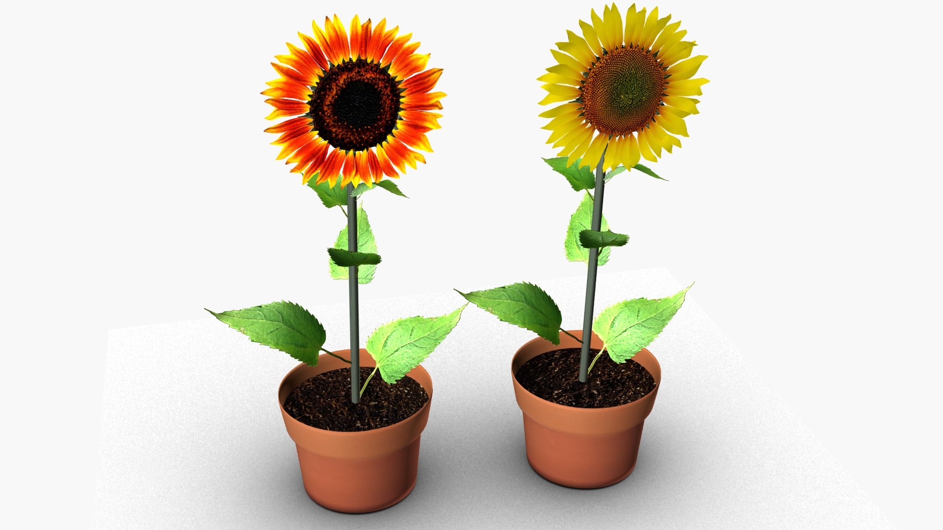 Sunflowers 3D Model - TurboSquid 2160182