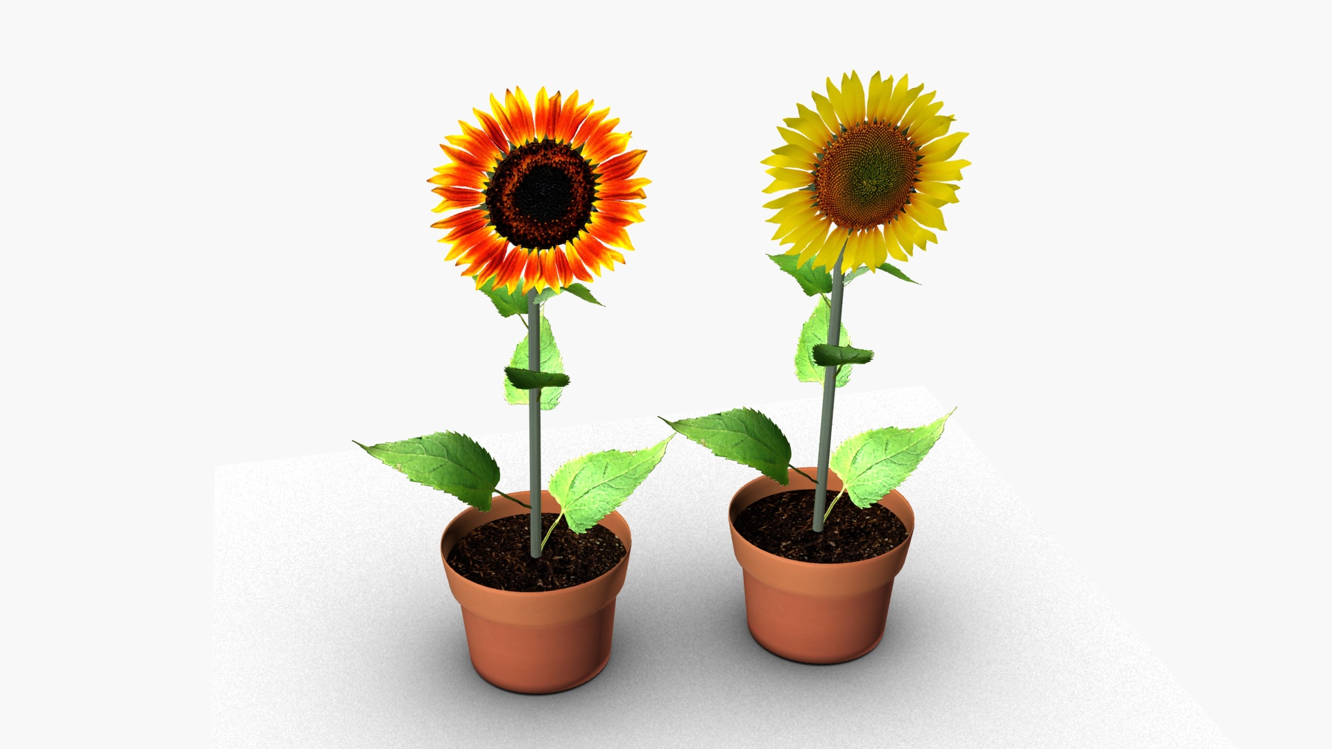 Sunflowers 3D Model - TurboSquid 2160182
