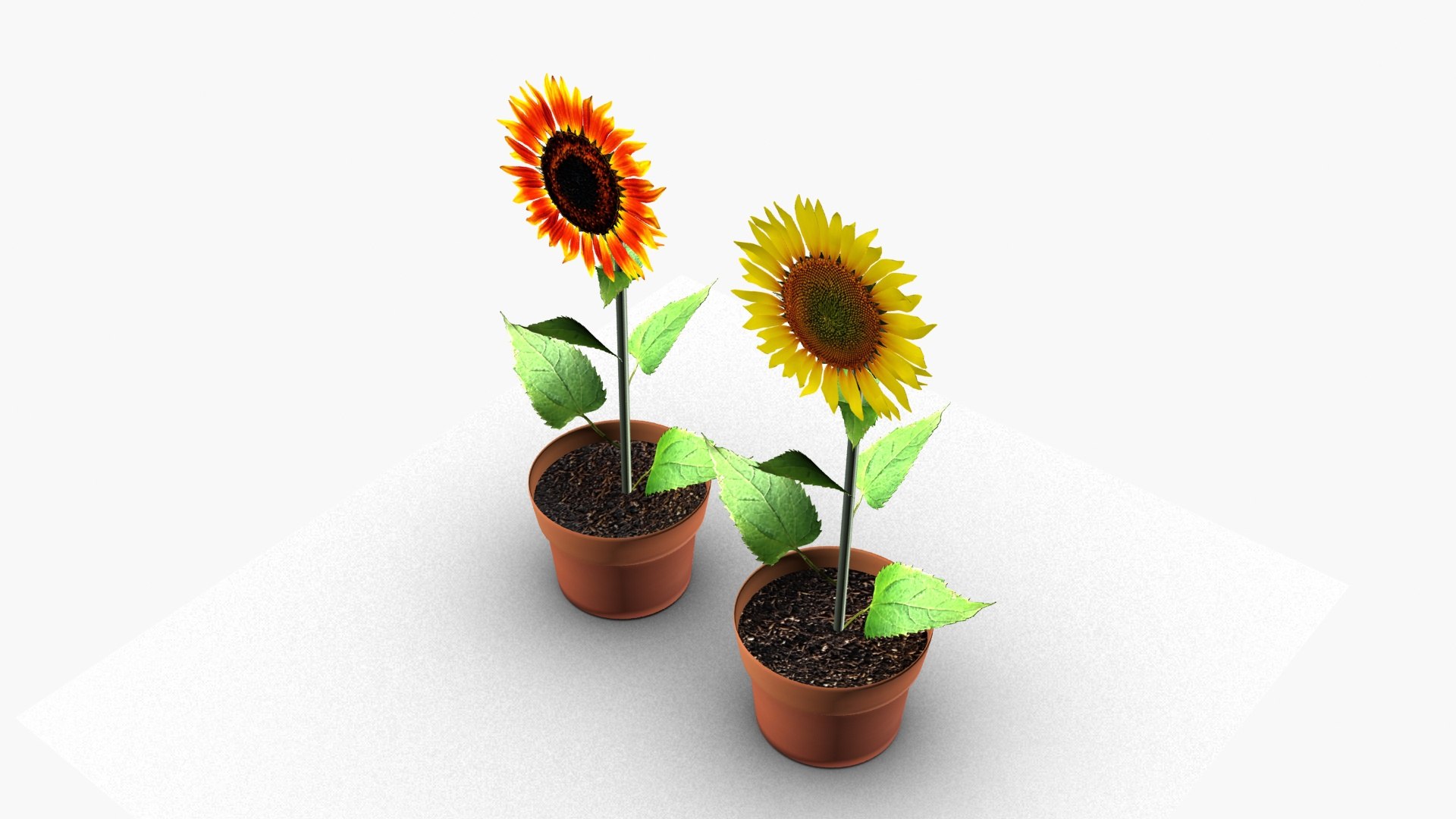 Sunflowers 3D Model - TurboSquid 2160182