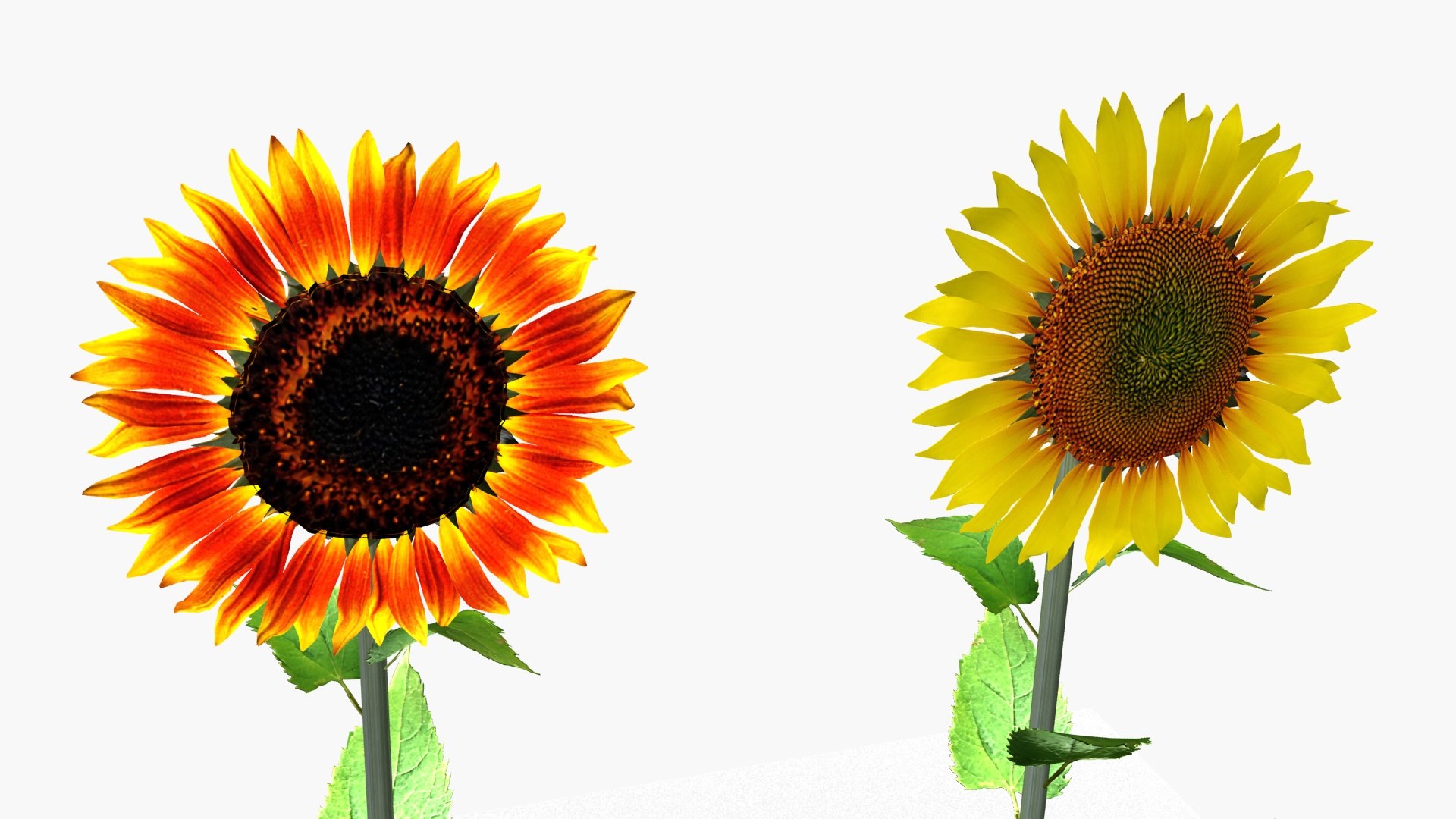 Sunflowers 3D Model - TurboSquid 2160182