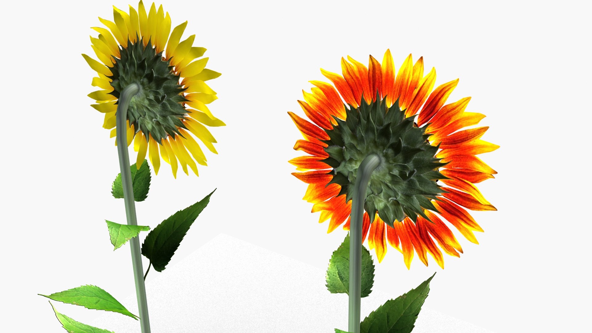 Sunflowers 3D Model - TurboSquid 2160182
