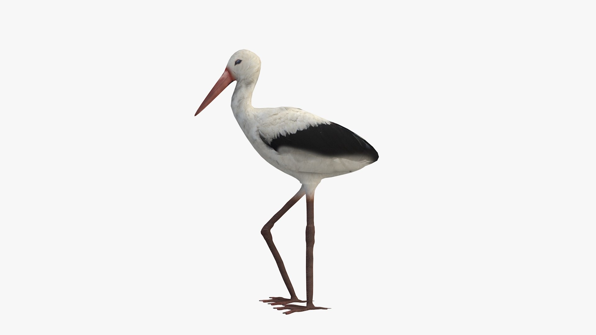 3D Stork Bird Animal Model - TurboSquid 1505229