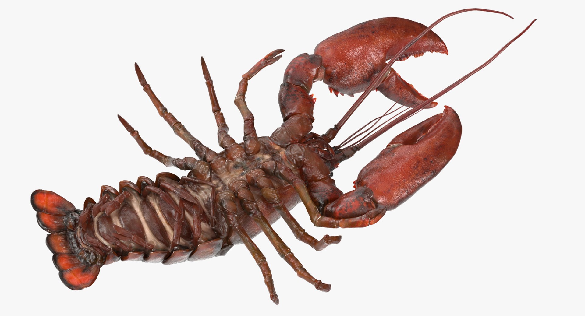 3d Model Lobster Pose 3