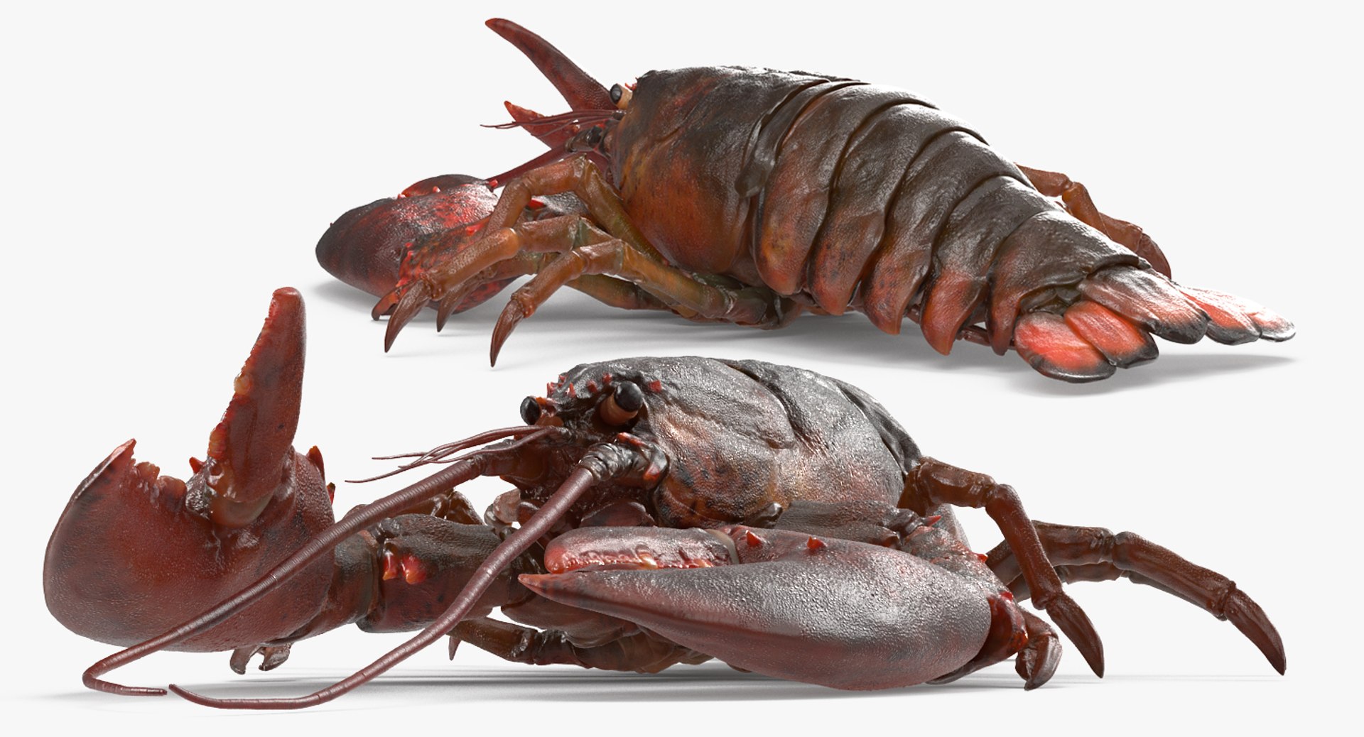 3d Model Lobster Pose 3