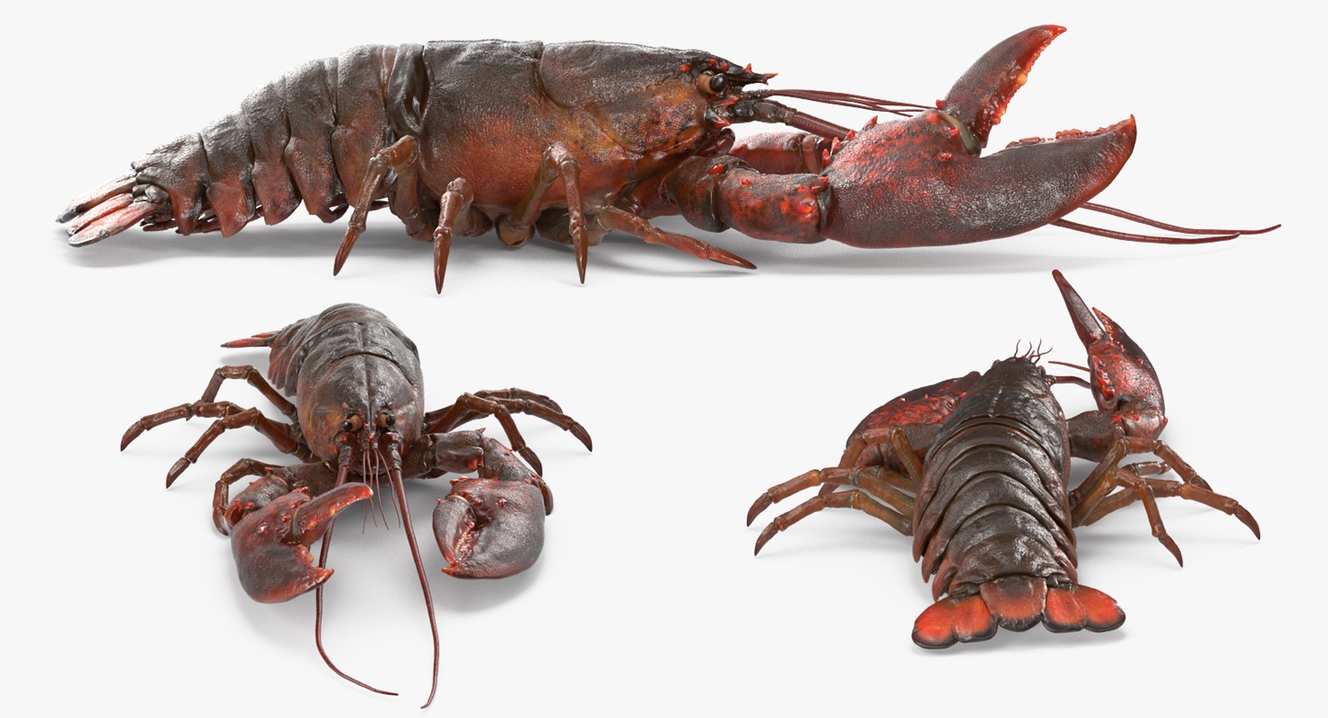 3d Model Lobster Pose 3
