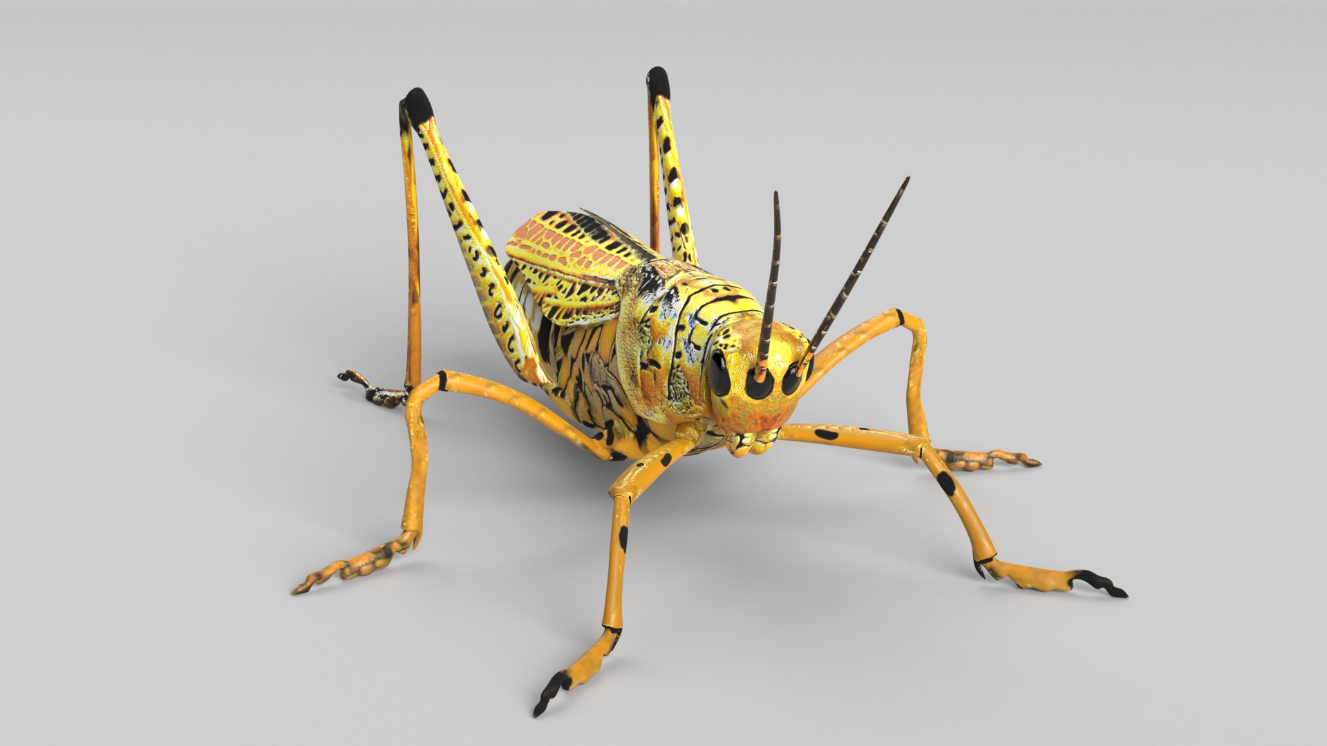 3D Grasshopper Grass - TurboSquid 1706895