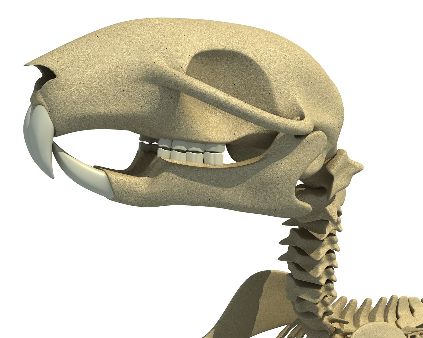 Max Squirrel Skeleton