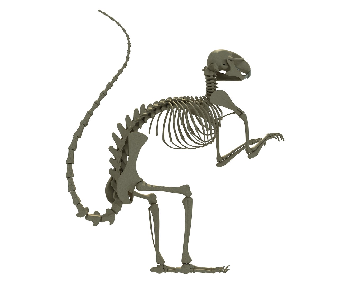 Max Squirrel Skeleton