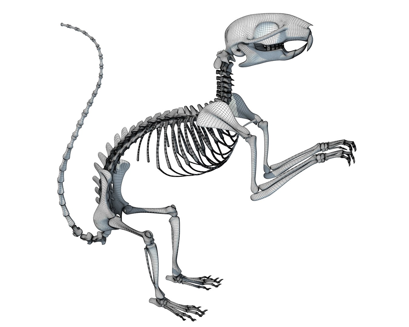 Max Squirrel Skeleton