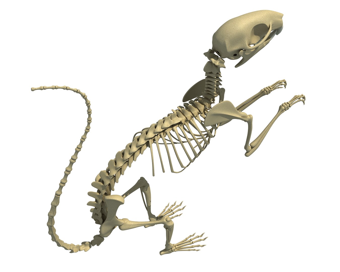 Max Squirrel Skeleton